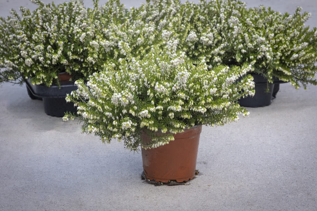 Erica Darleyensis: Pianta Invernale Fiorente - Officina verde design