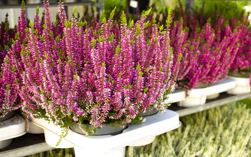 Piante da Esterno Fiorite Autunnali - Officina verde design