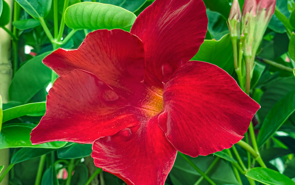 Piante da Esterno Fiorite Estive - Officina verde design