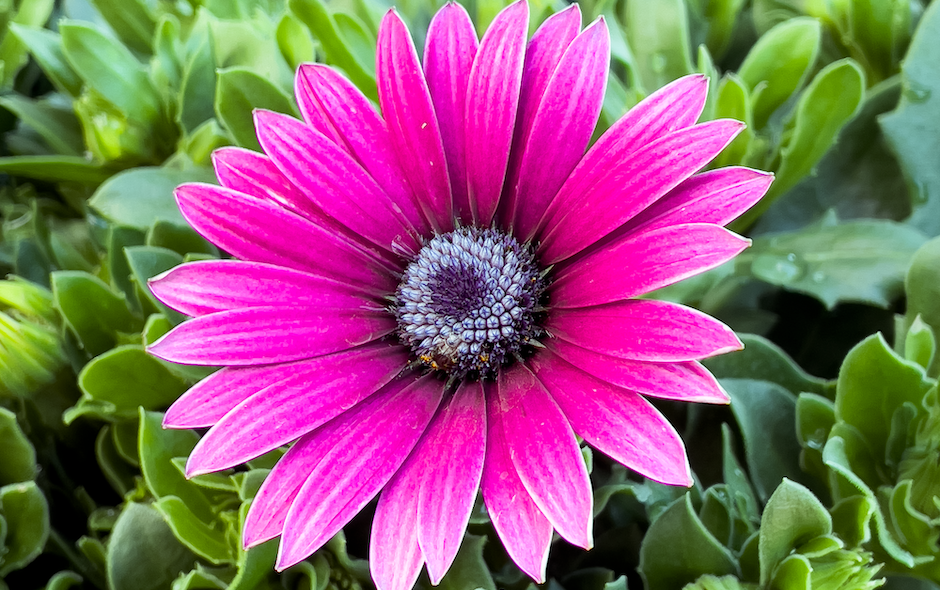 Piante da Esterno Fiorite Primaverili - Officina verde design