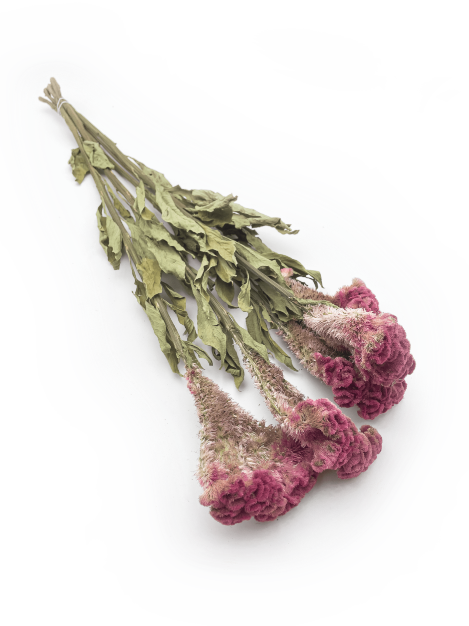 Fiori Secchi: Ingrosso e Composizioni Fiori Secchi - Officina verde design